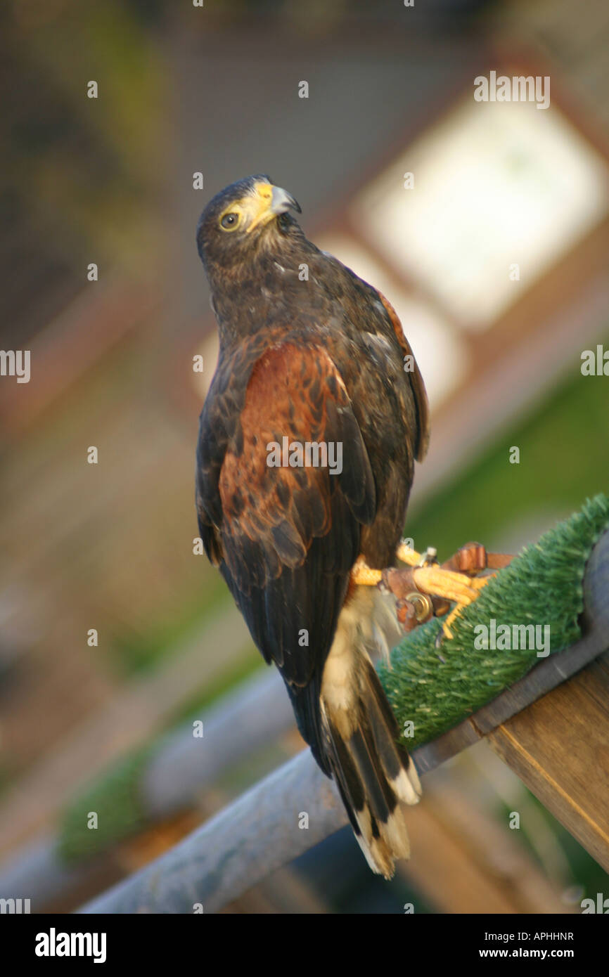 American harris hawk falconry perch hi-res stock photography and images ...