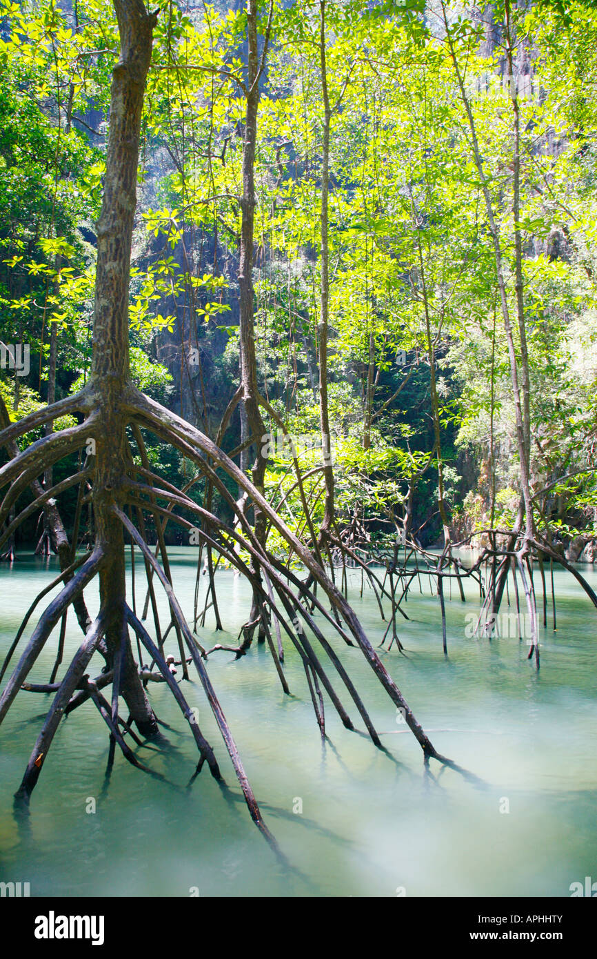 Mangroves inside a collapsed cave (hong), Ko (Koh) Phanak, Andaman Sea ...