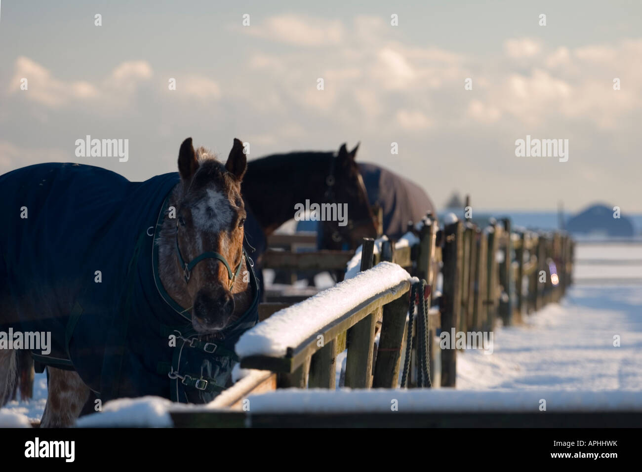 Horse on snowy winter hi-res stock photography and images - Alamy