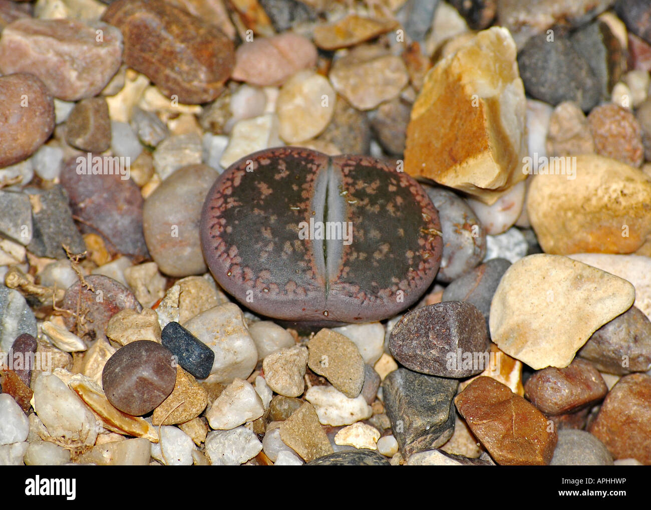 Living Stones High Resolution Stock Photography and Images - Alamy