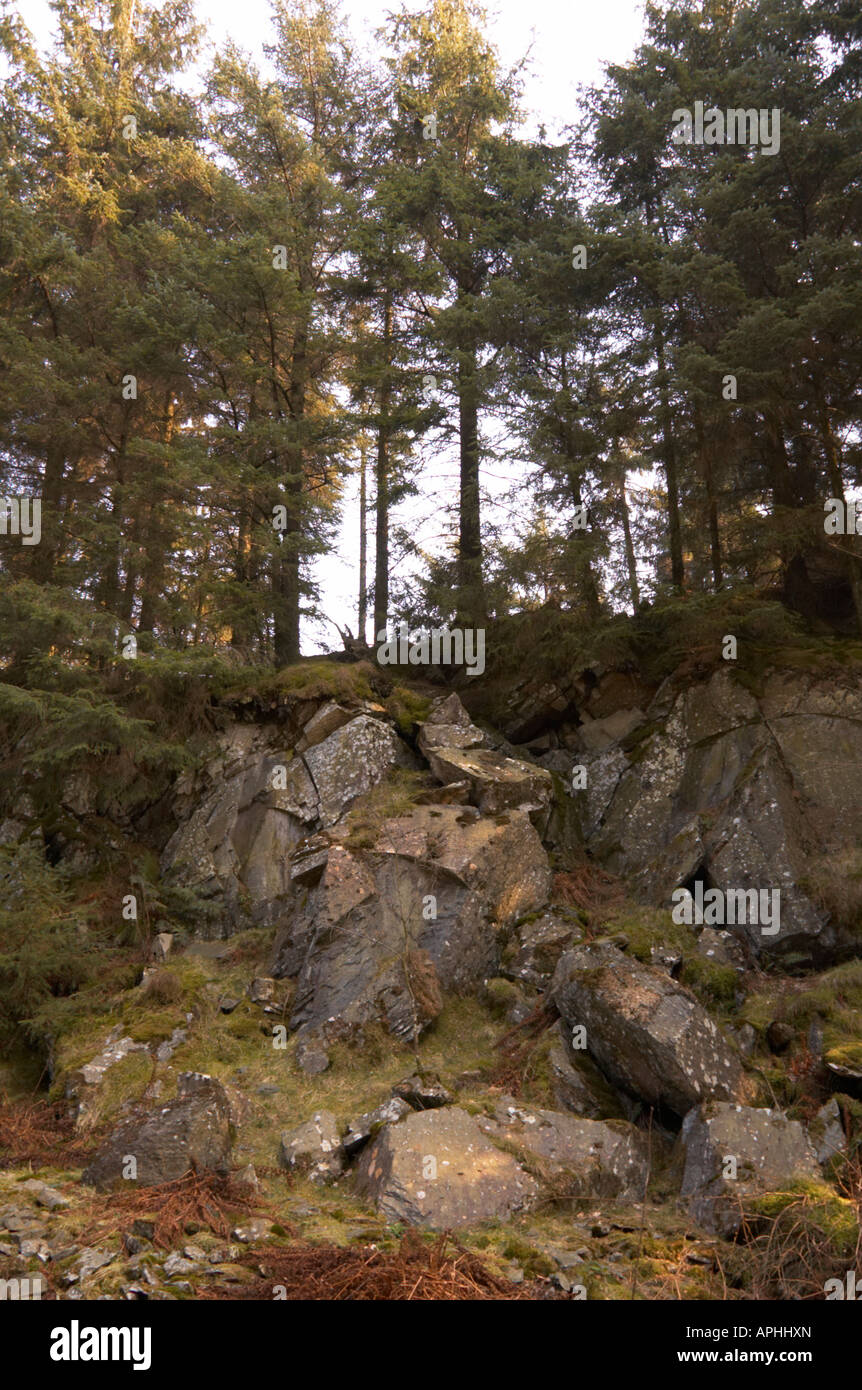 Grisedale forest hi-res stock photography and images - Alamy