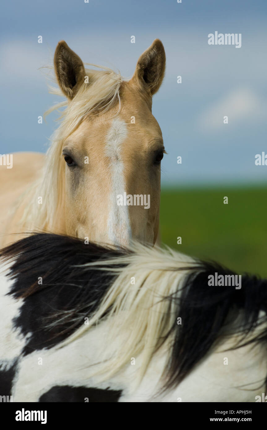 Indian ponies in South Dakota Stock Photo - Alamy