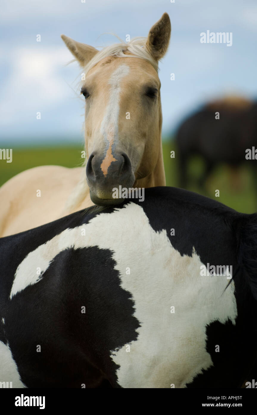 Indian ponies in South Dakota Stock Photo - Alamy