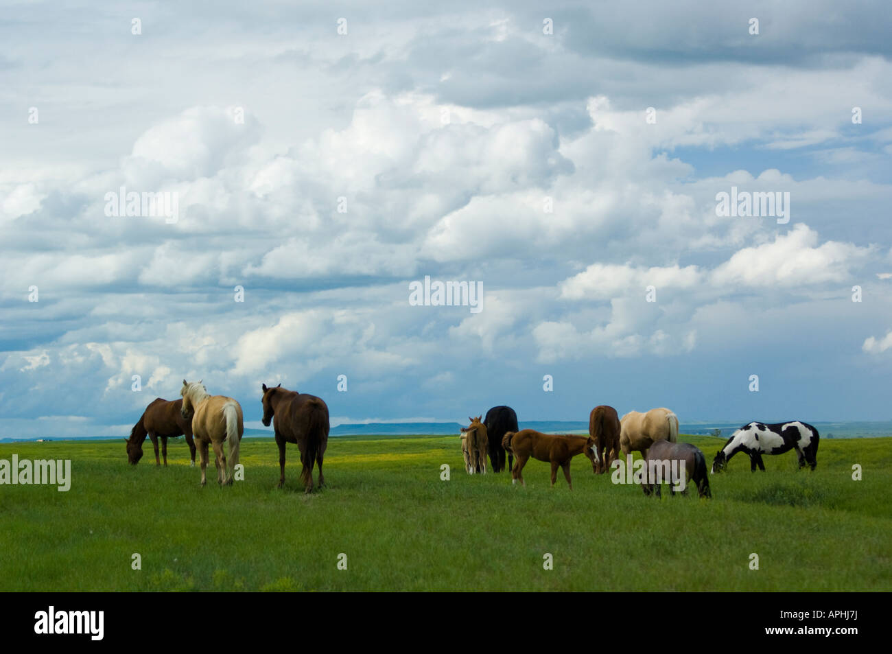 Indian ponies in South Dakota Stock Photo - Alamy