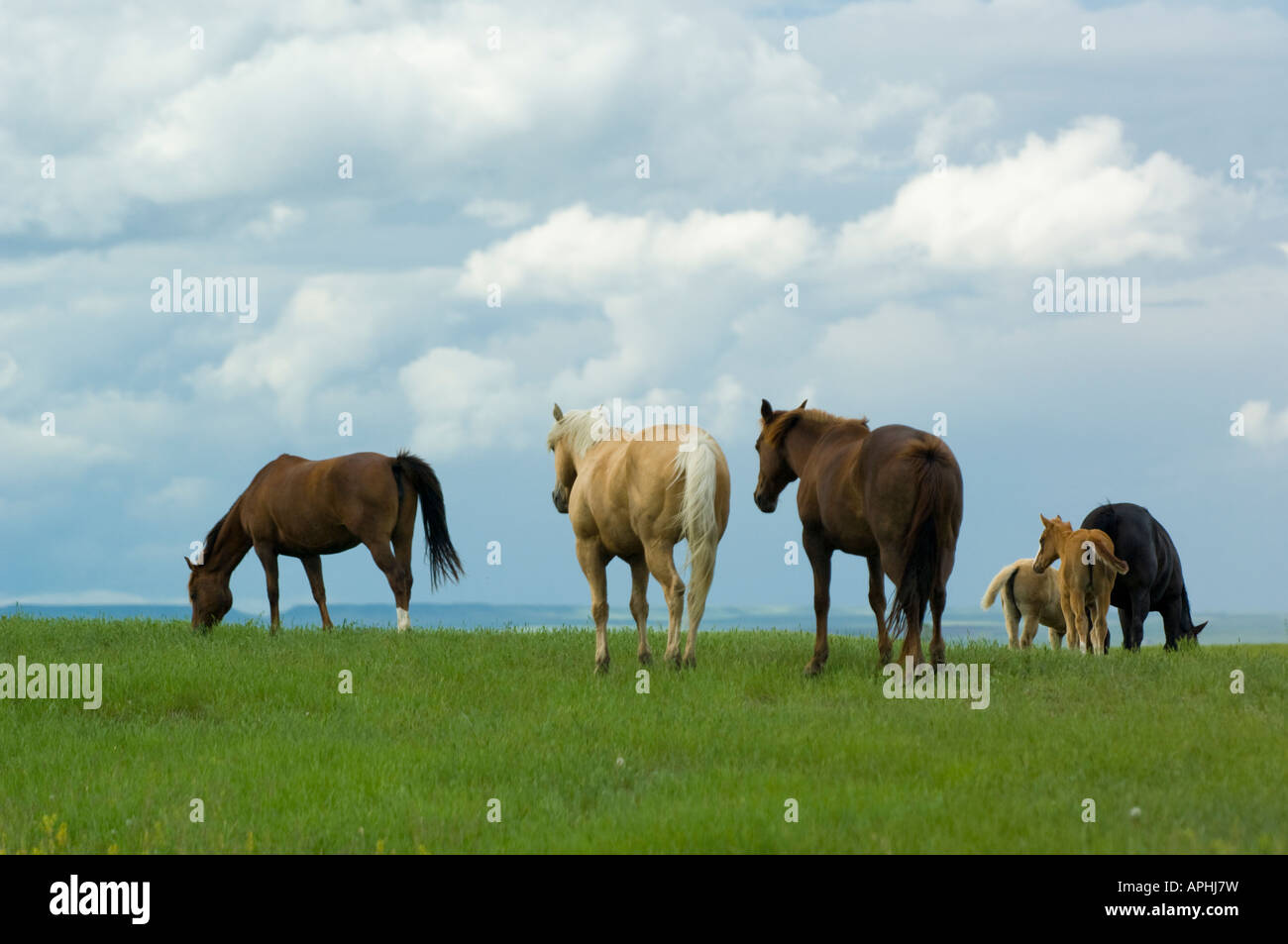 Indian ponies in South Dakota Stock Photo - Alamy