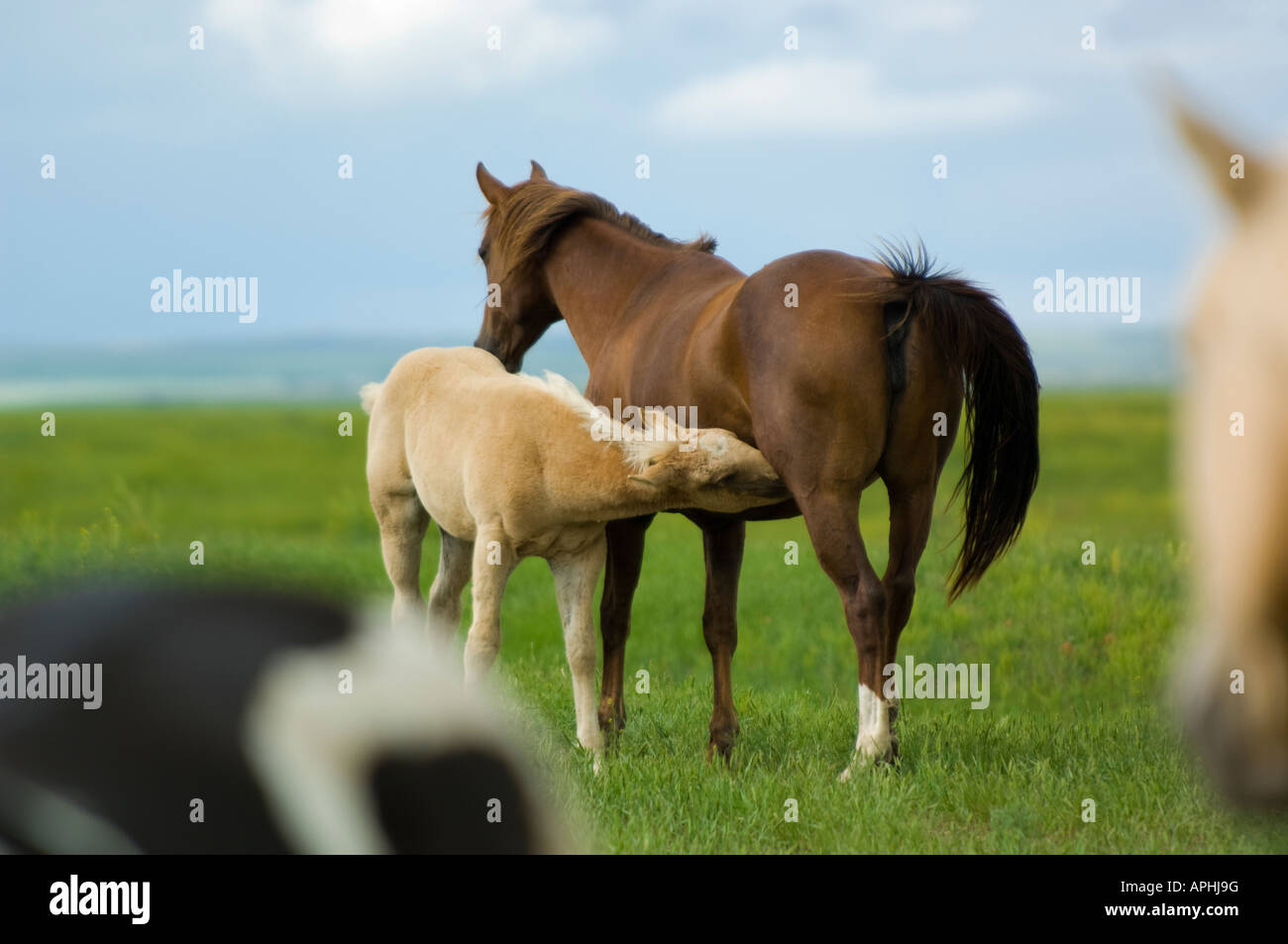 Indian ponies in South Dakota Stock Photo - Alamy