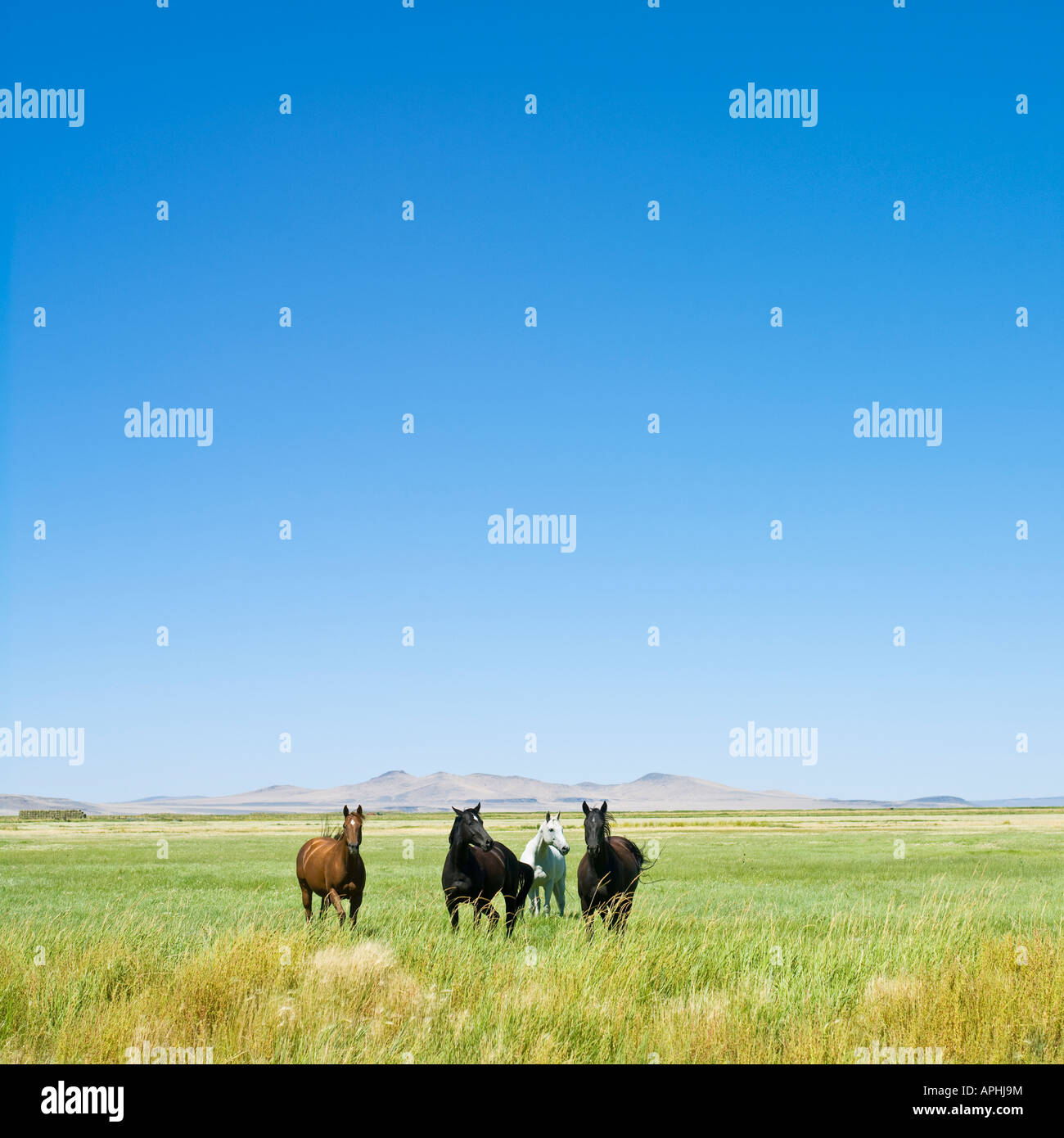 Plush oregon hi-res stock photography and images - Alamy