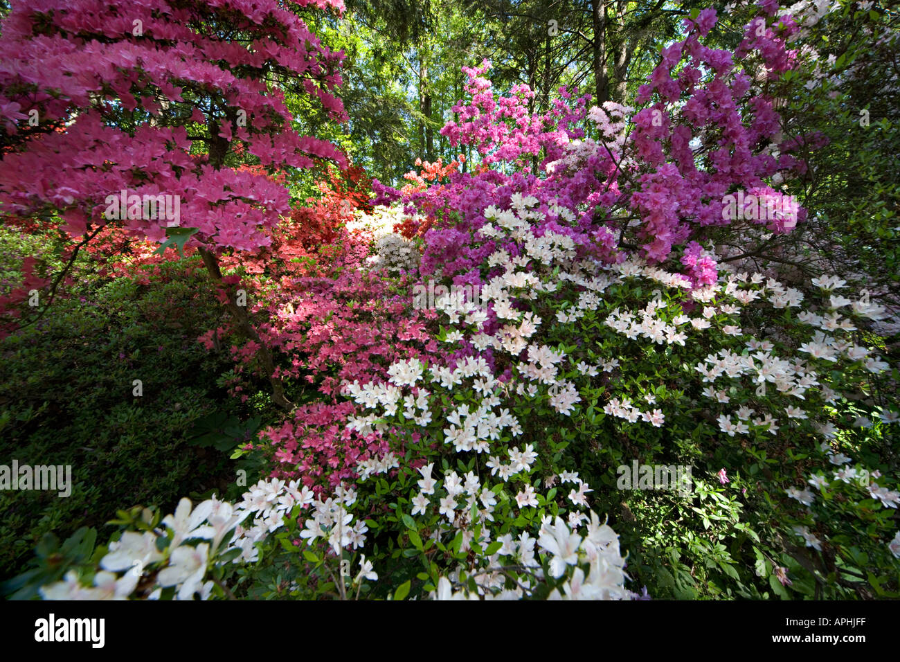 Colorful Azaleas in the shade in the United States National Arboretum ...