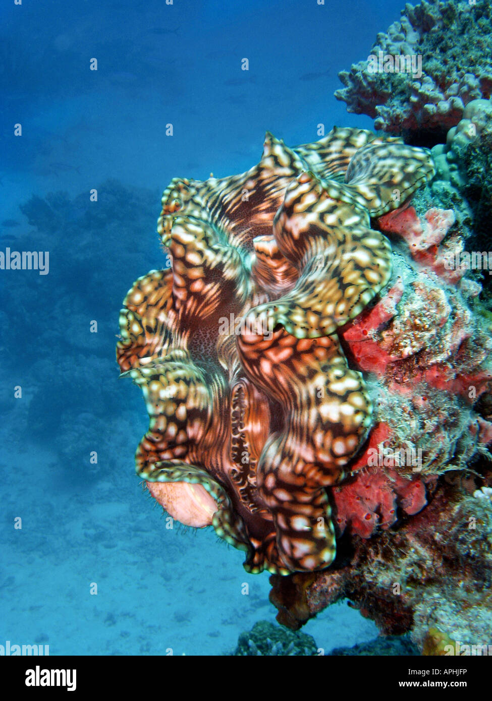 Giant Clam Great Barrier Reef High Resolution Stock Photography and ...