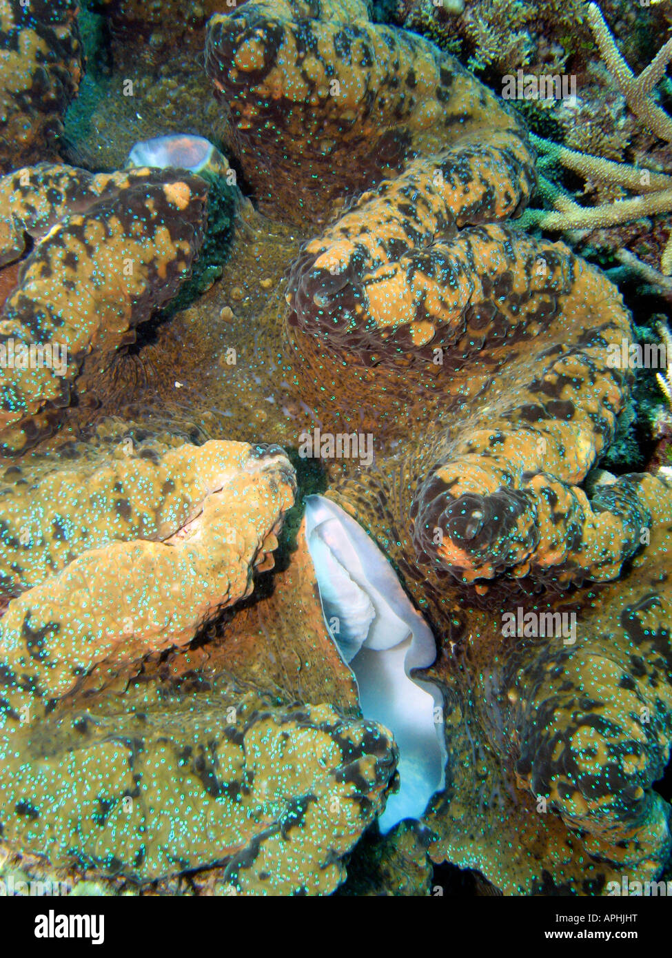 Inlet Siphon Giant Clam Agincourt Reef Great Barrier Reef North ...
