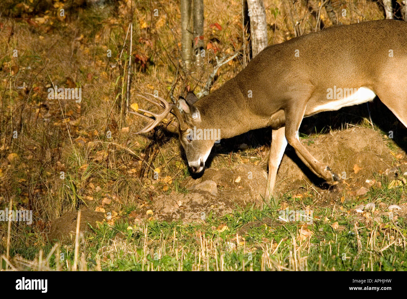White tailed buck Odocoileus virginianus working a scrape Stock Photo ...