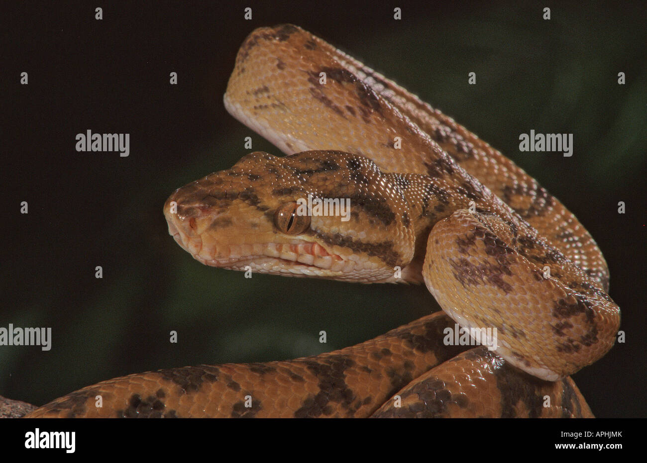 Amazon Tree Boa coiled head up Stock Photo - Alamy