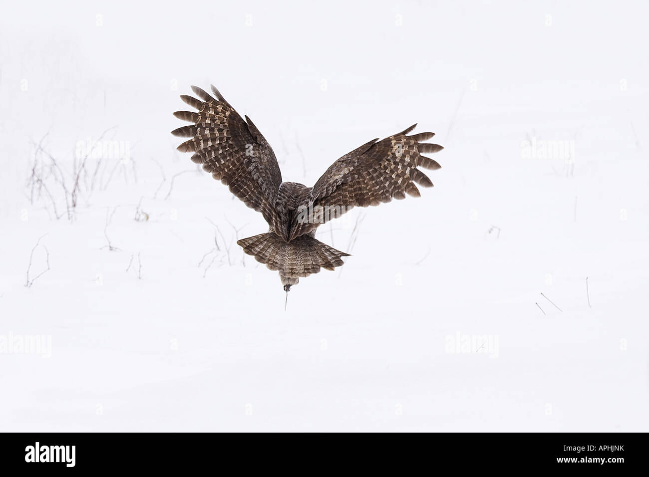 Great Gray Owl Flying Over snow covered Field back view with mouse in ...