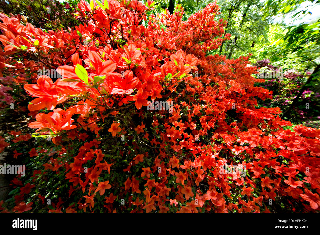Orange red azaleas in the United States National Arboretum in ...