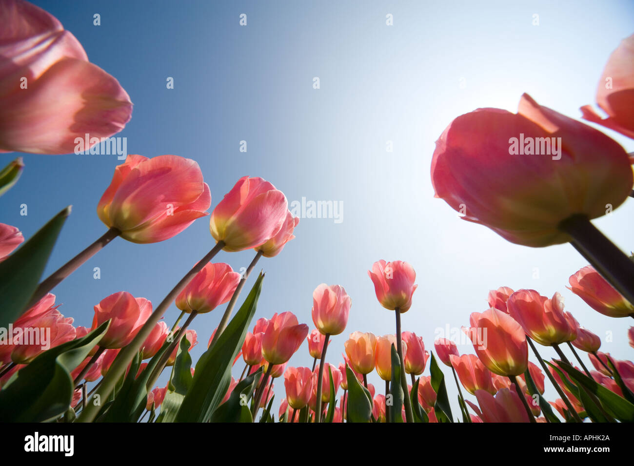 Large bulbous head hi-res stock photography and images - Alamy