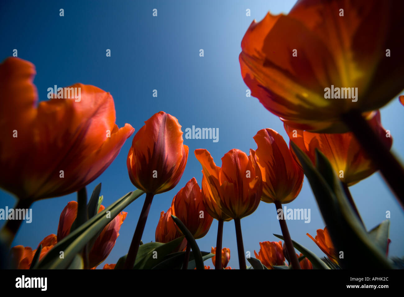 Close look at tulip hi-res stock photography and images - Alamy