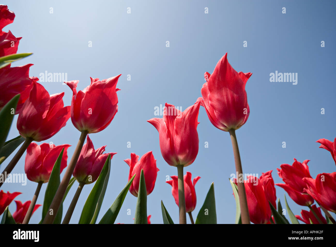 Big red worms hi-res stock photography and images - Alamy
