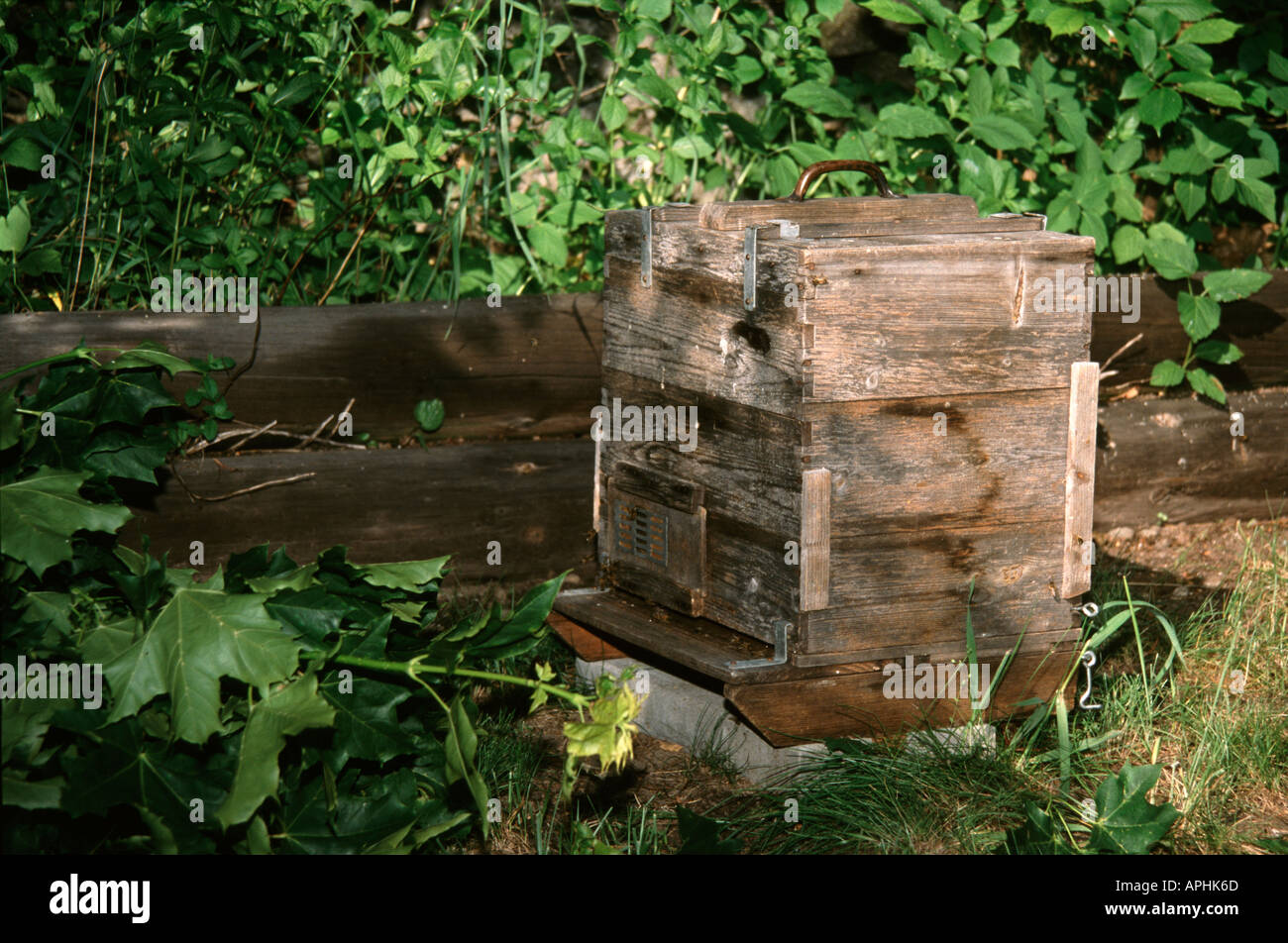 Transport box for bees Stock Photo - Alamy