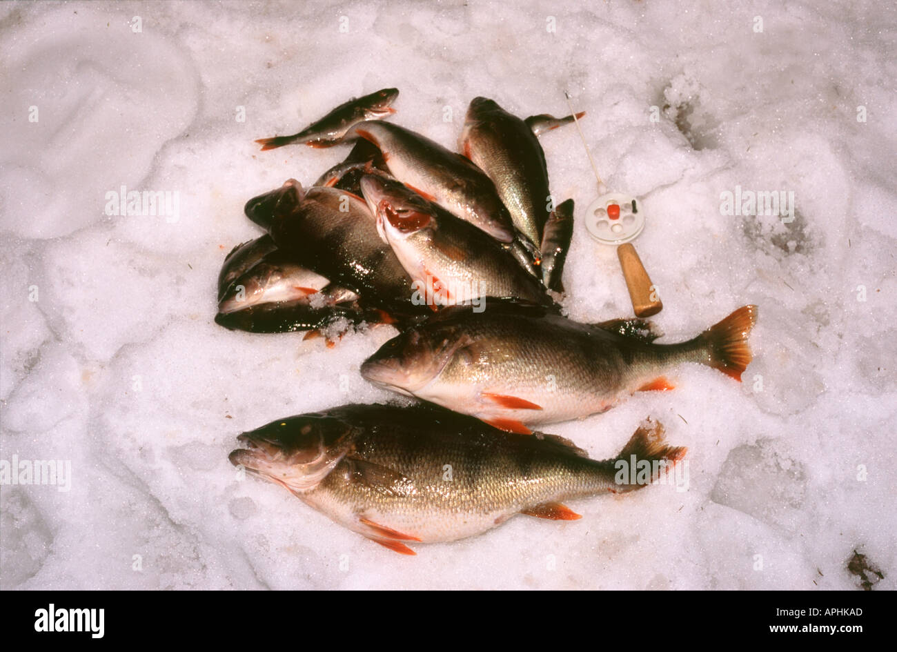 Catch of perches Stock Photo - Alamy