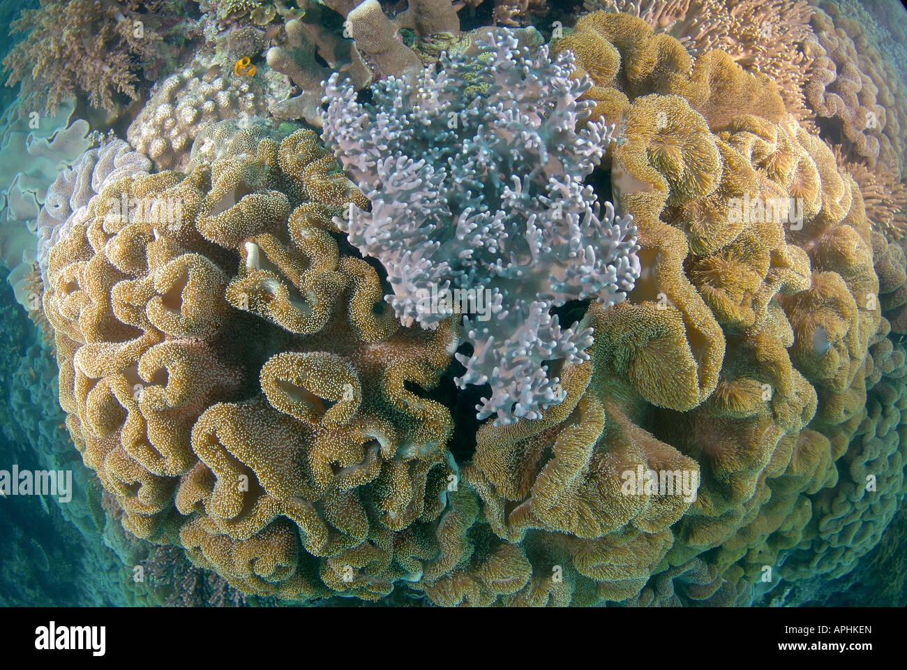 Multiple species of Mushroom Leather Coral and Lobed Leather Coral ...