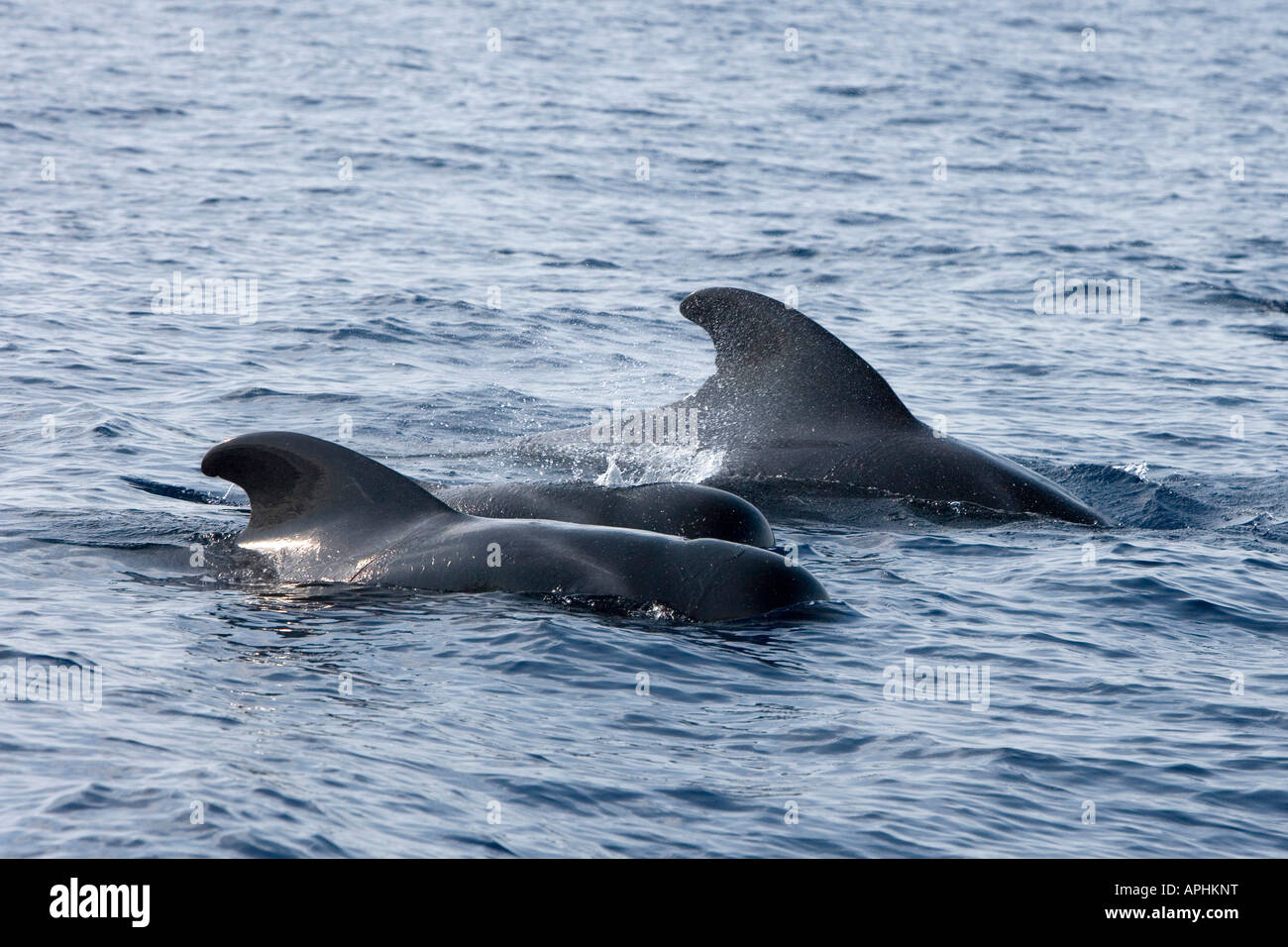 Long finned pilot whale hi-res stock photography and images - Alamy