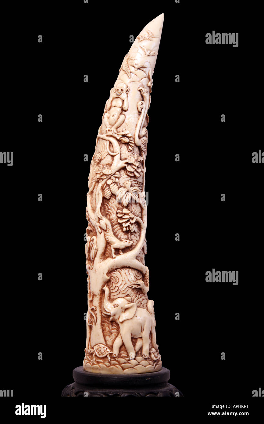 Elephant tusk hi-res stock photography and images - Alamy