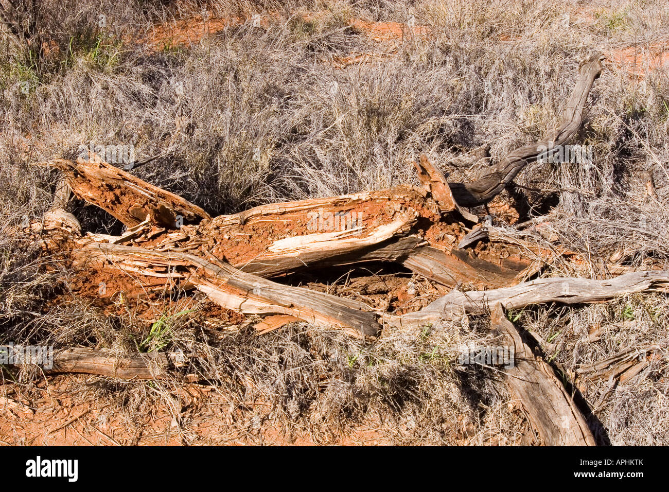 Decaying tree in the Australian outback Stock Photo - Alamy