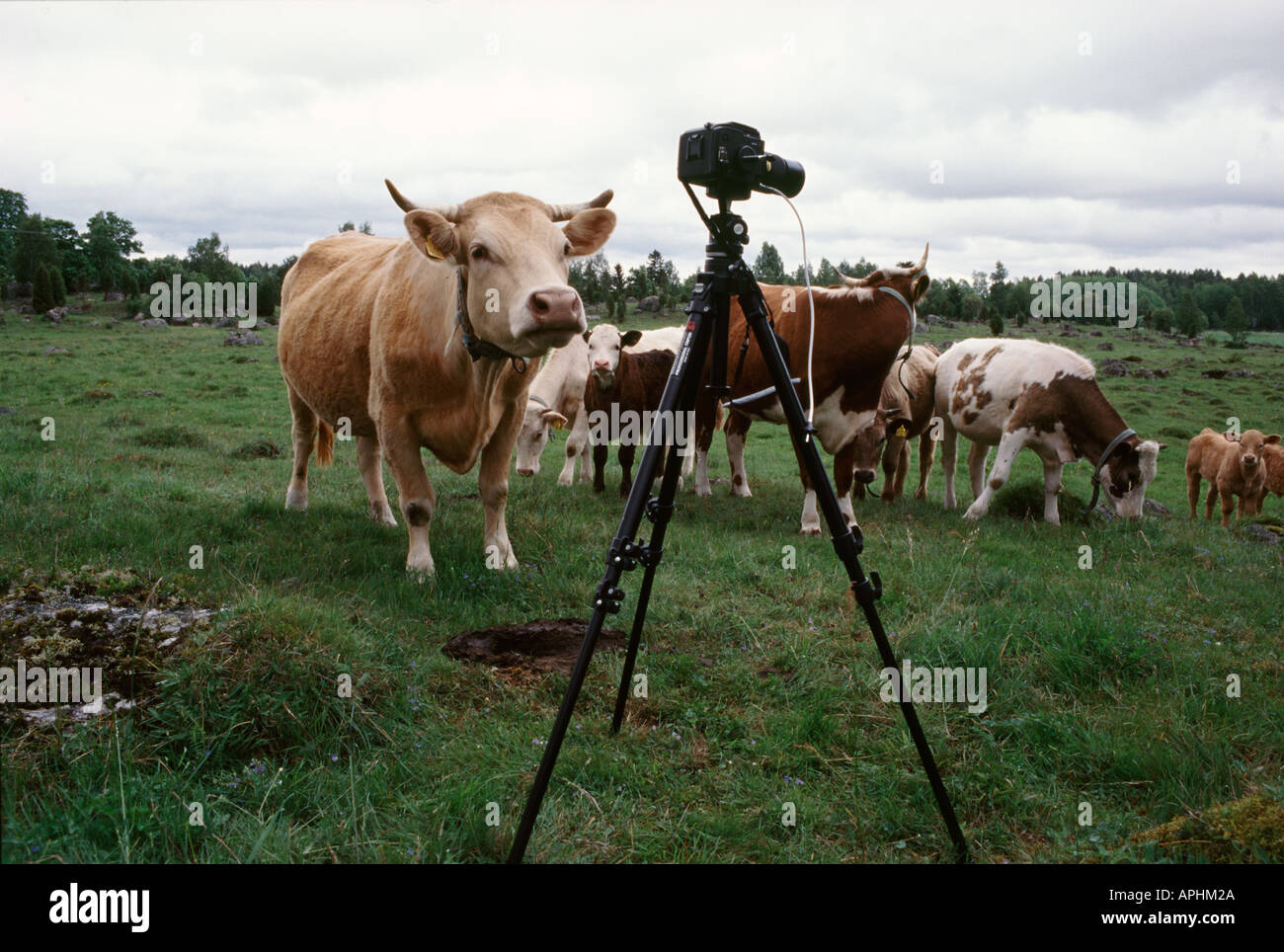 Wonder cows hi-res stock photography and images - Alamy