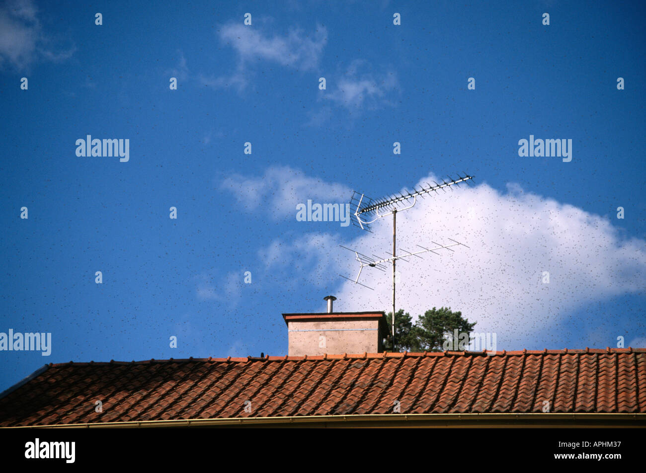 Svarma hi-res stock photography and images - Alamy