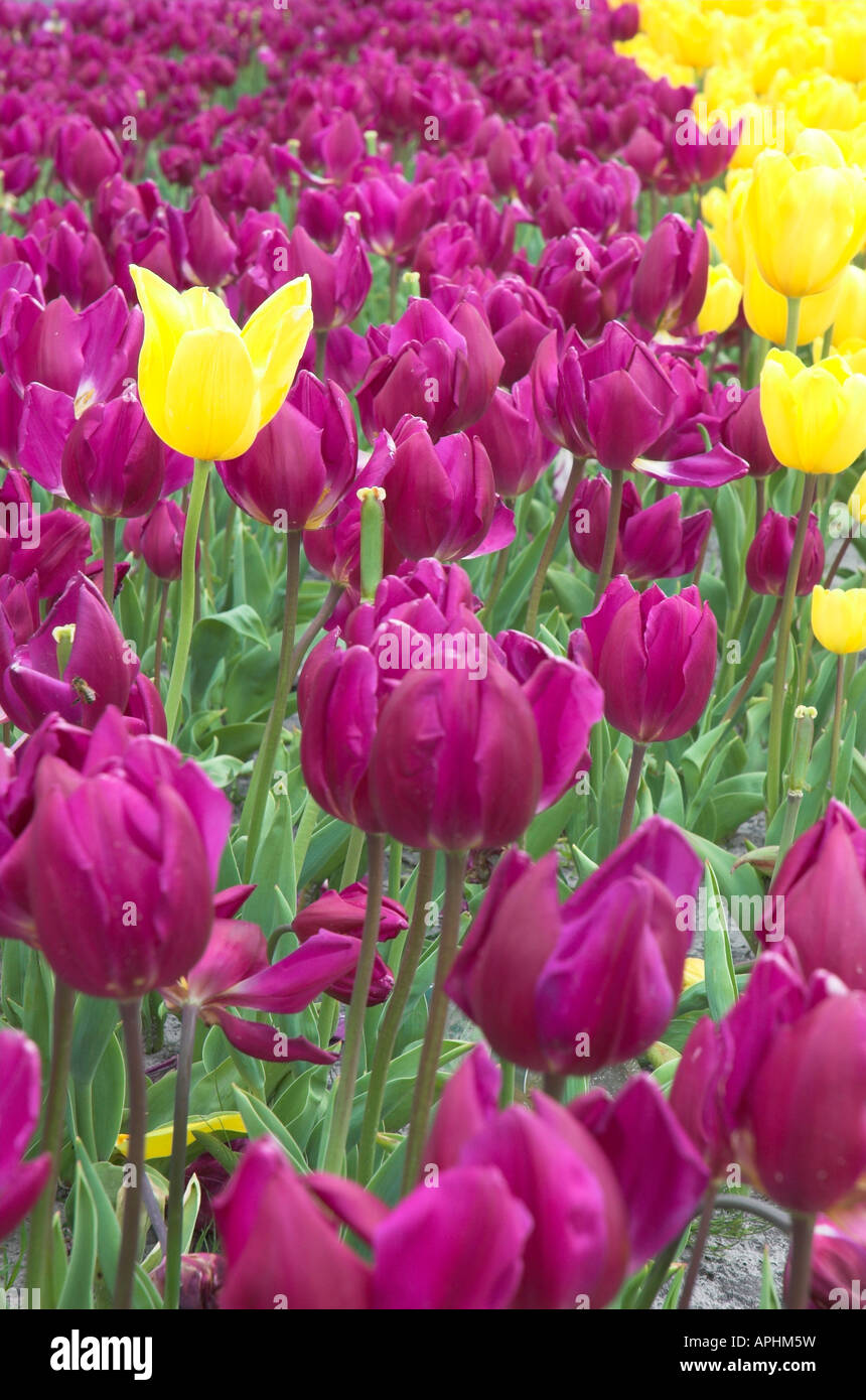 Table Cape Wynyard Tasmania An individual tulip crosses over to the ...