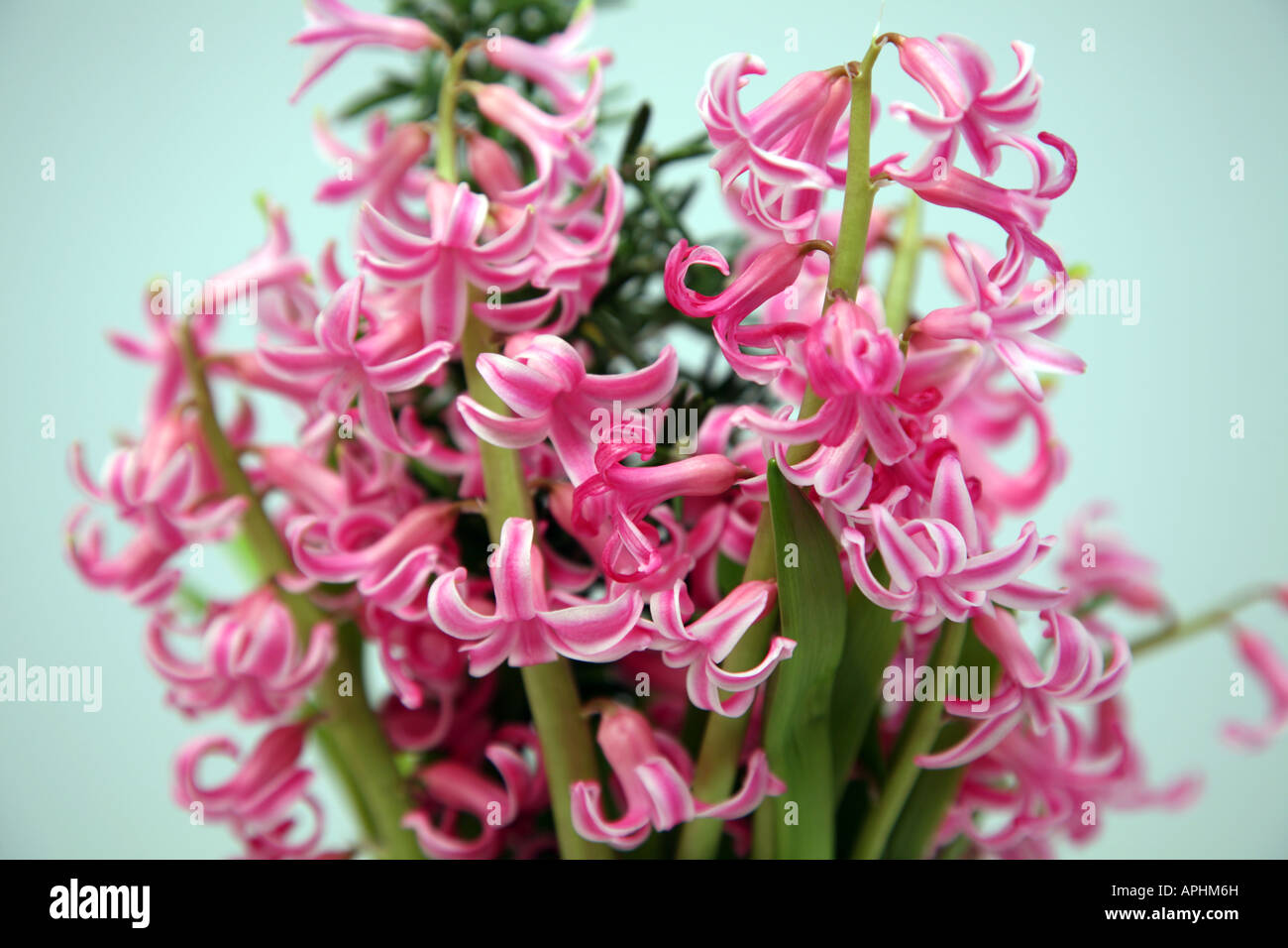 Flower of hyacinthaceae family hi-res stock photography and images - Alamy