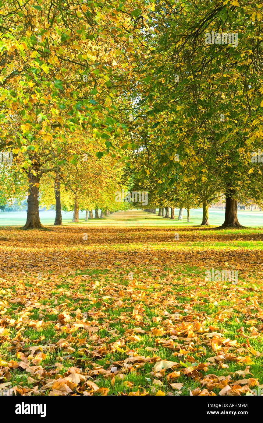 Trees Avenue by Long Walk at Windsor Castle Windsor Berkshire England ...