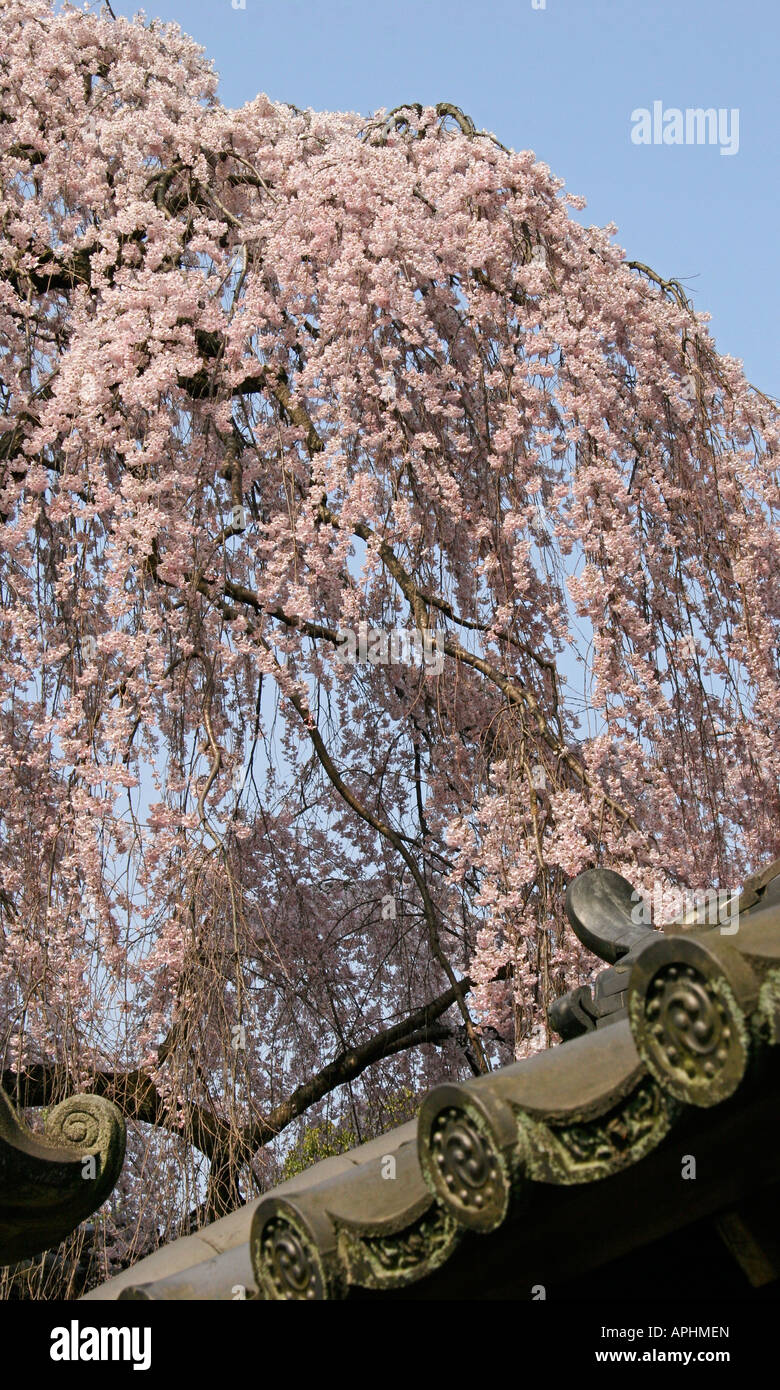 Japanesetemples hi-res stock photography and images - Alamy