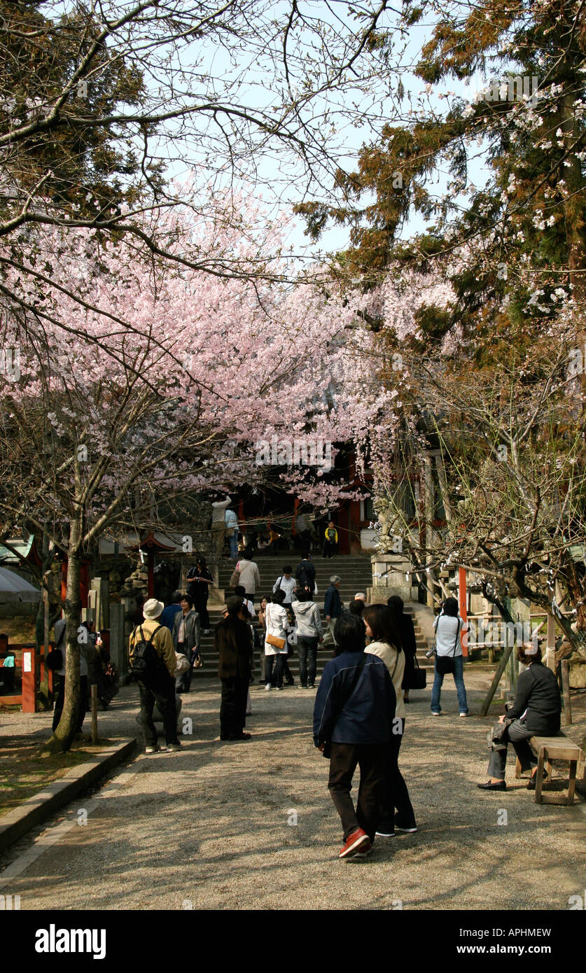Cherry blossoms in Nara, Japan Stock Photo - Alamy
