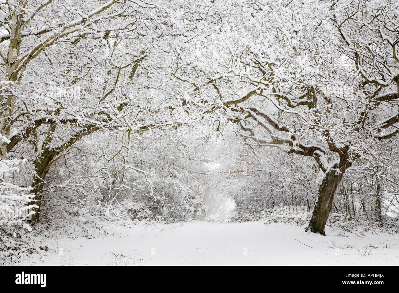Snow covered woodland scene with copy space Stock Photo - Alamy