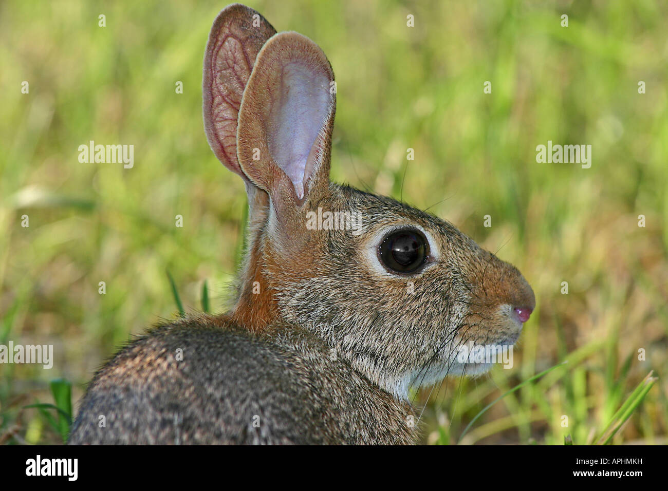 Leveret run hi-res stock photography and images - Alamy