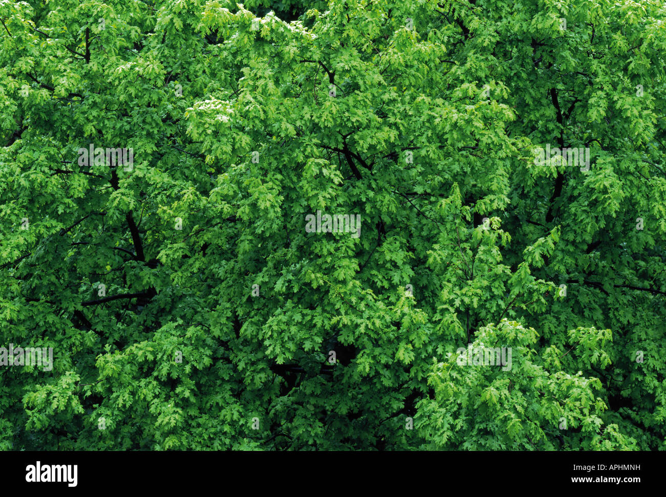Tree full of leaves hi-res stock photography and images - Alamy