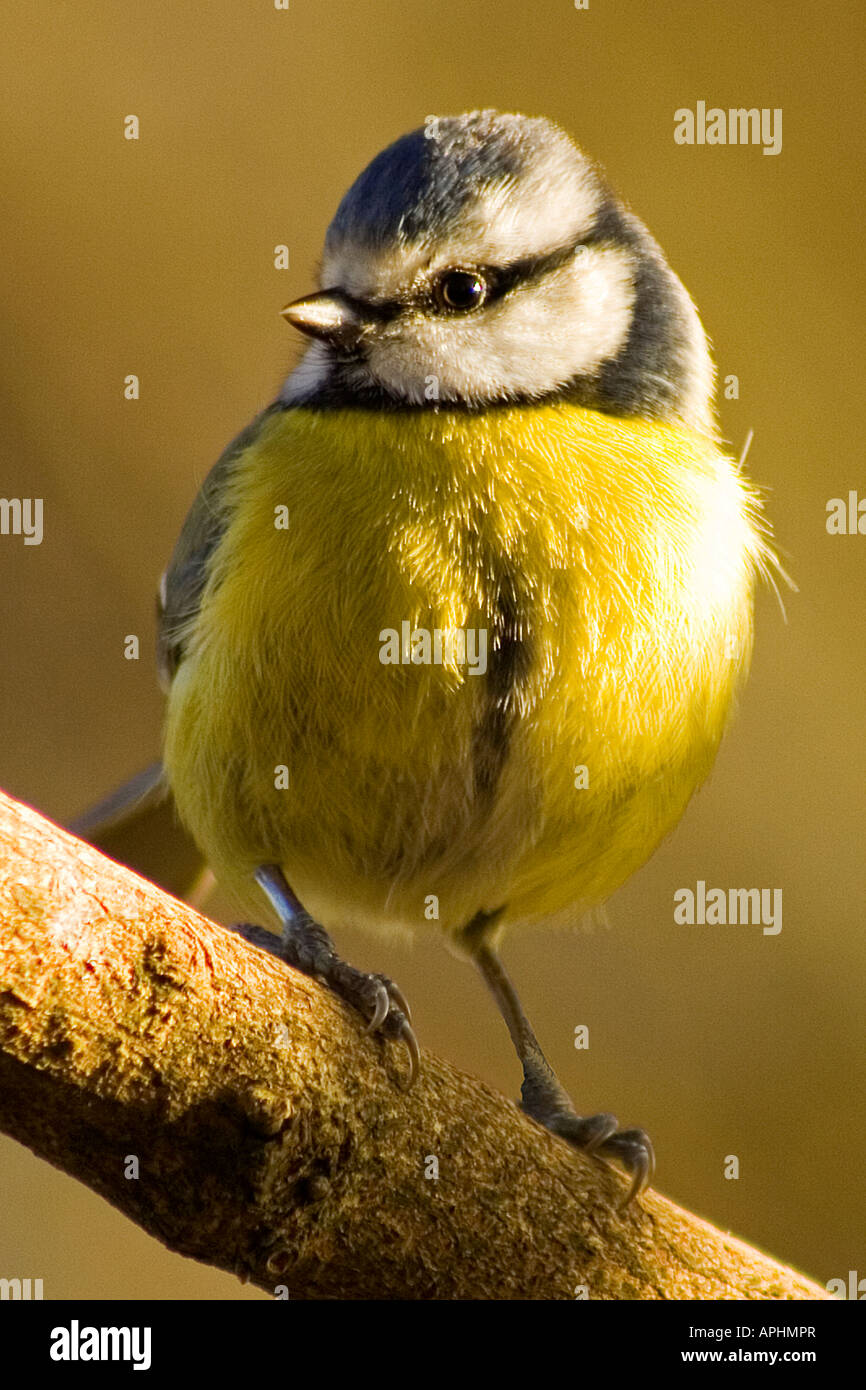 Blue Tit Close up in Sunlight Stock Photo - Alamy