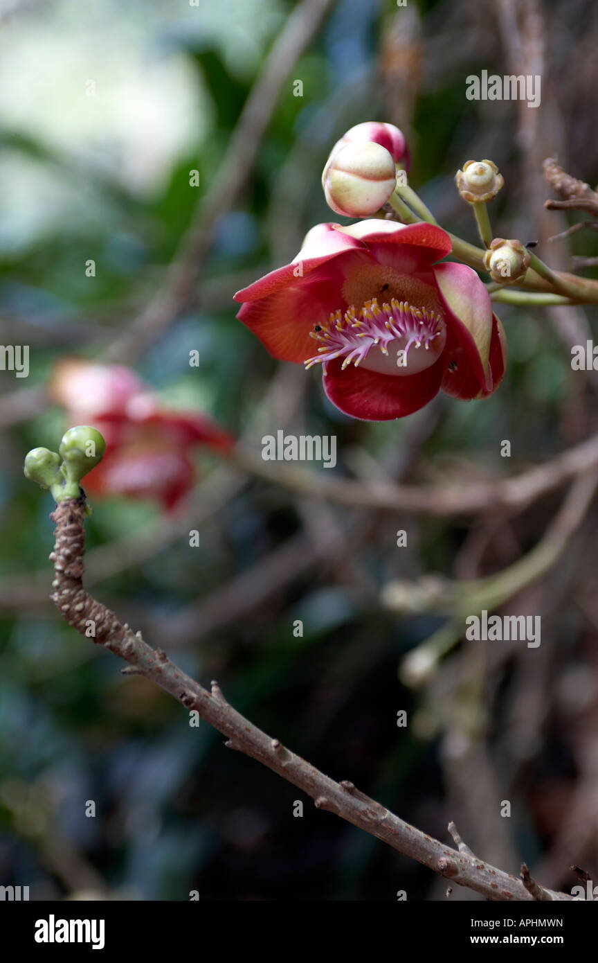 Bawa sri lanka lunuganga hi-res stock photography and images - Alamy