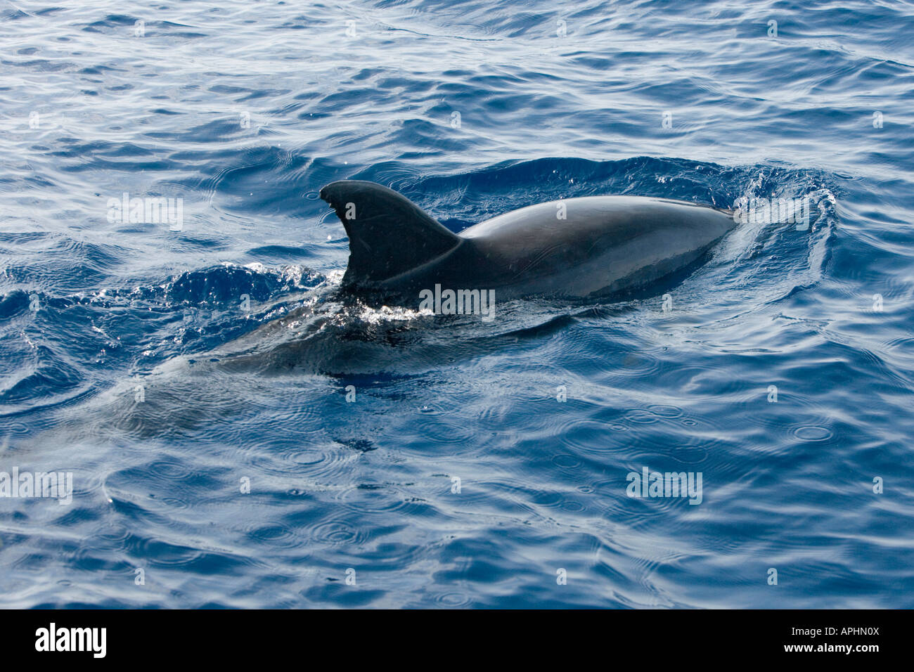 Long finned hi-res stock photography and images - Alamy