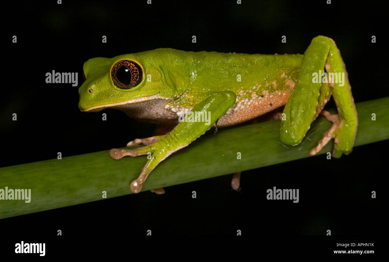 Tree Frog Phyllomedusa trinitatis Stock Photo - Alamy