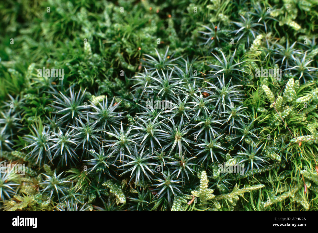 Bjornmossa hi-res stock photography and images - Alamy