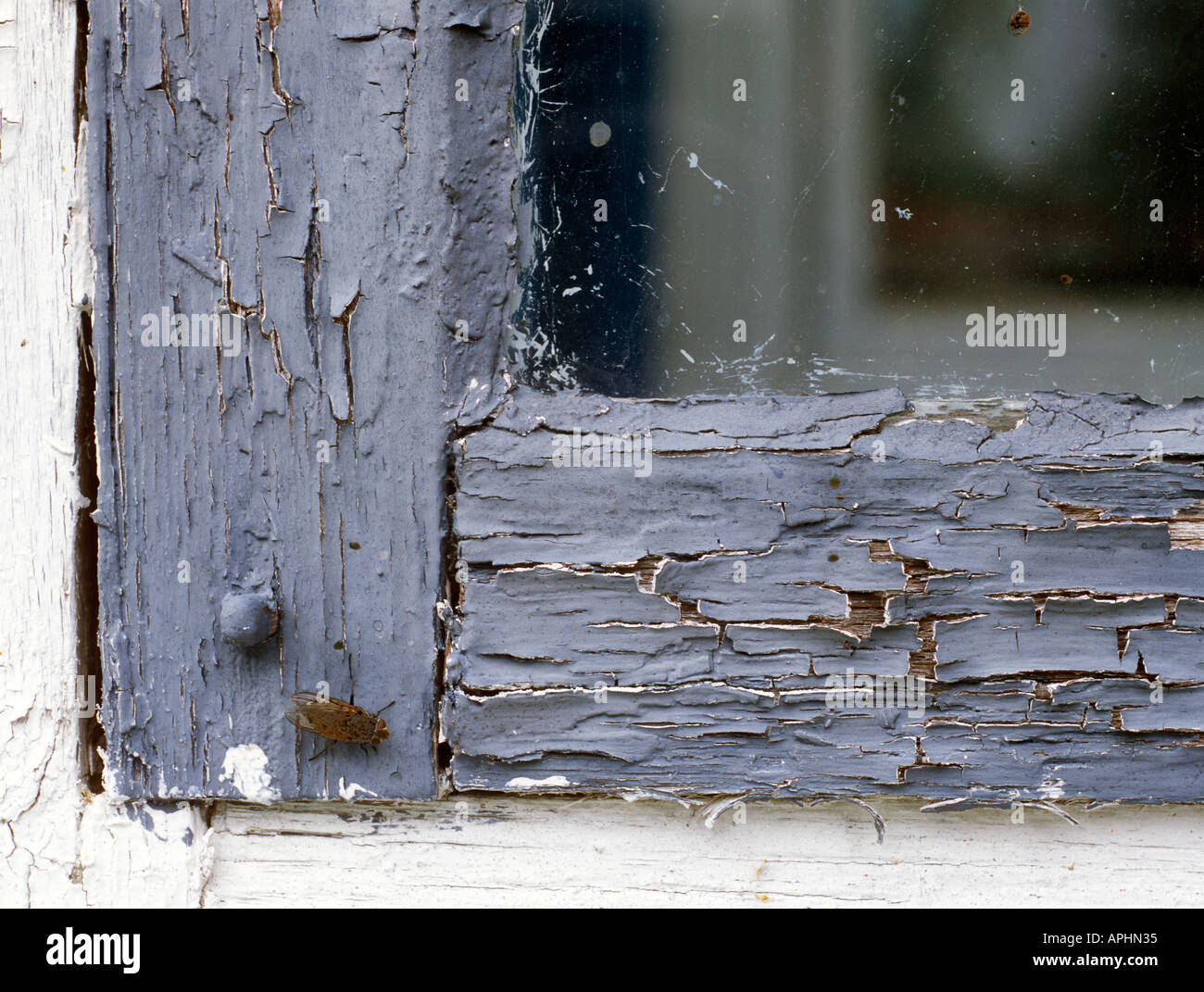 Sash Worn High Resolution Stock Photography and Images - Alamy