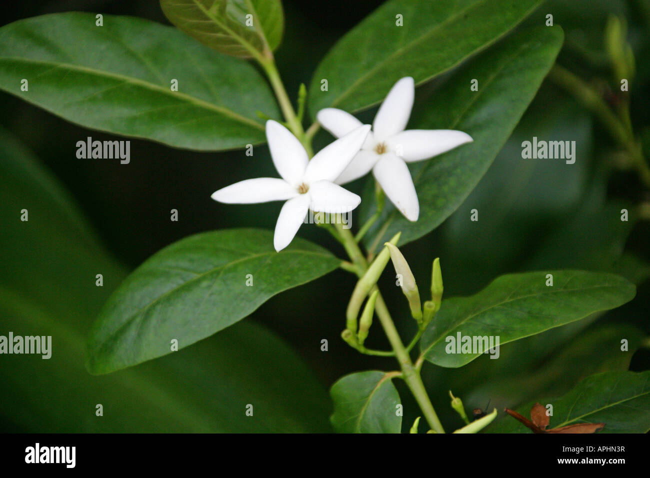Café Marron aka Wild Coffee Ramosmania rodriguesii Rubiaceae Stock ...
