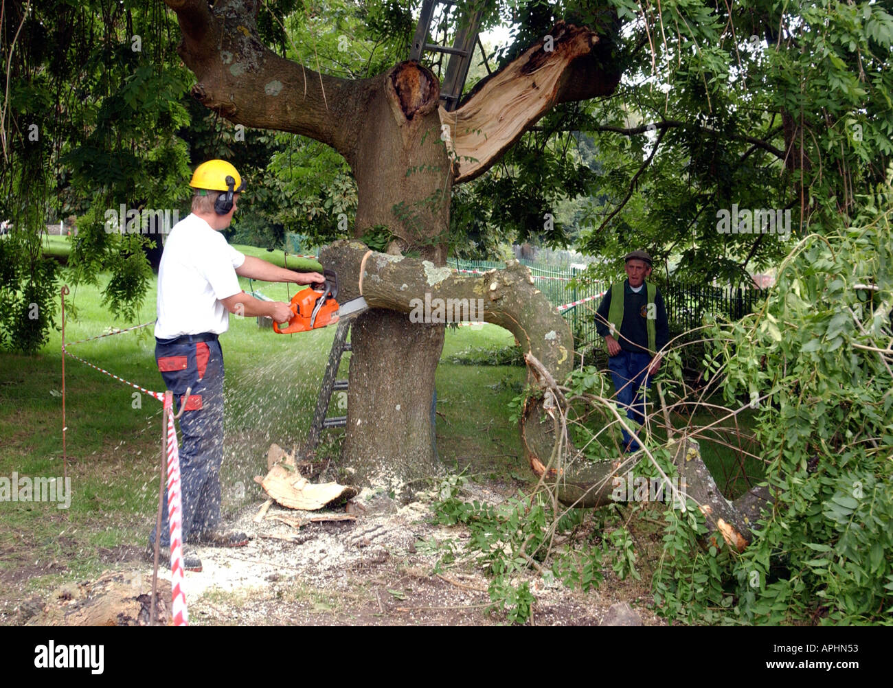 Workman cuts down a dangerous tree Stock Photo - Alamy