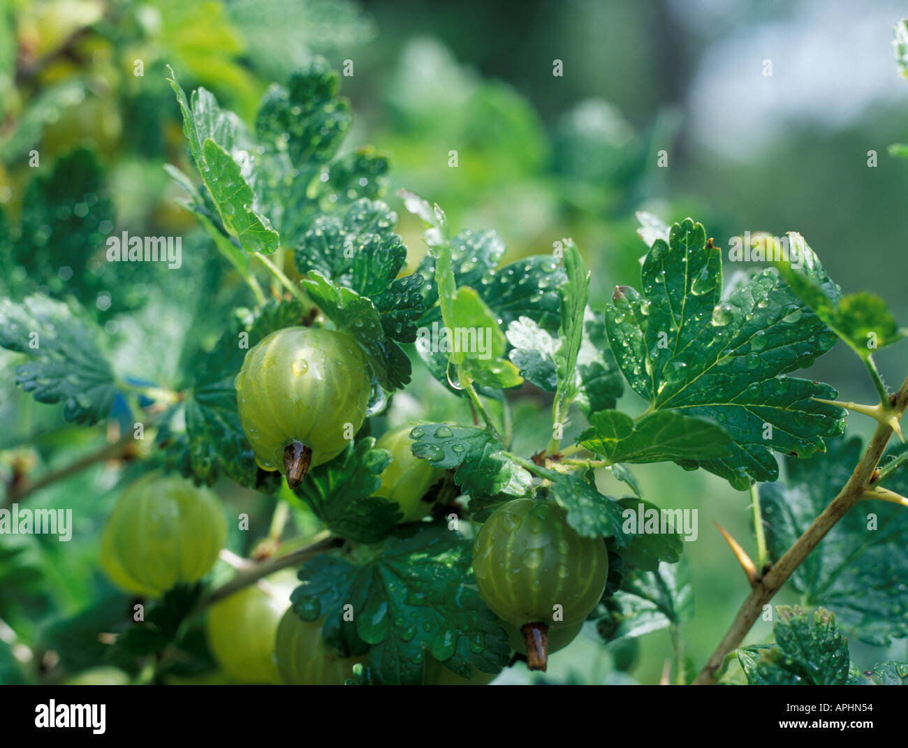 Krusbarsbuske hi-res stock photography and images - Alamy