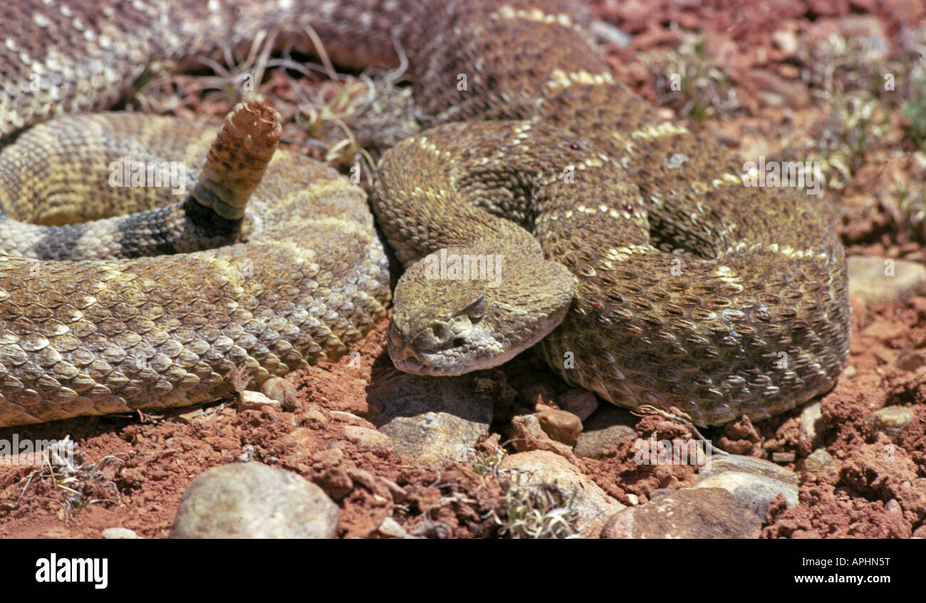 Portrait of a large western diamondback rattlesnake rattler Crotalus ...