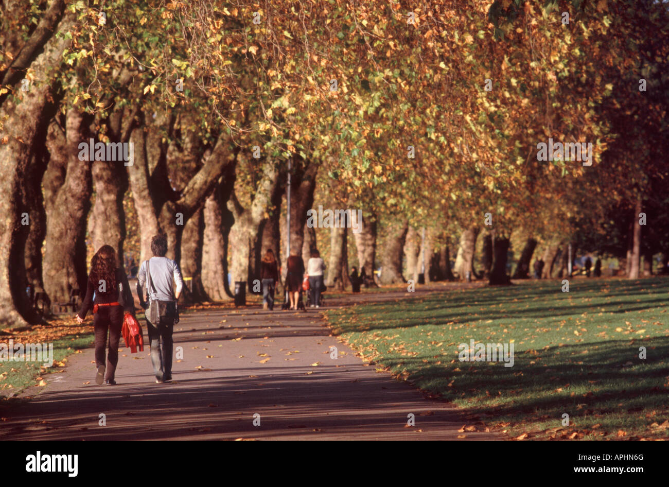 Line of young plane trees hi-res stock photography and images - Alamy