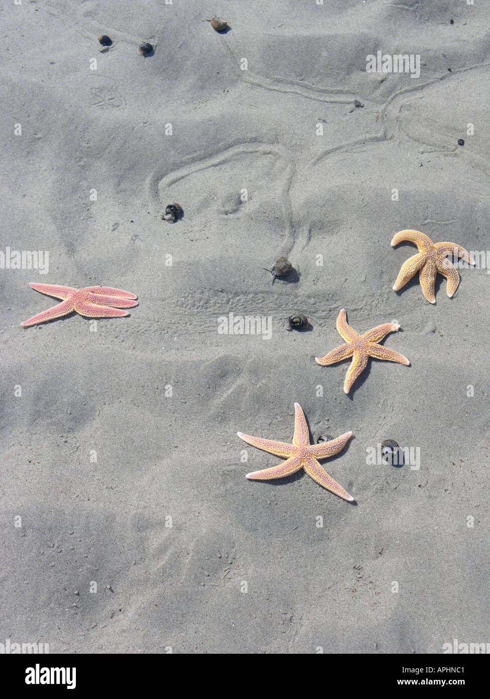 Sea life, Atlantic Coast Stock Photo - Alamy