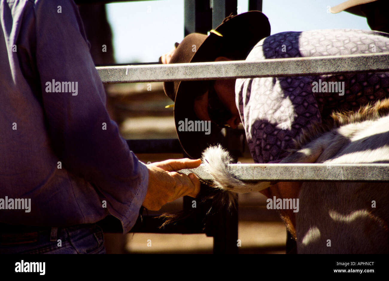 Castration hi-res stock photography and images - Alamy